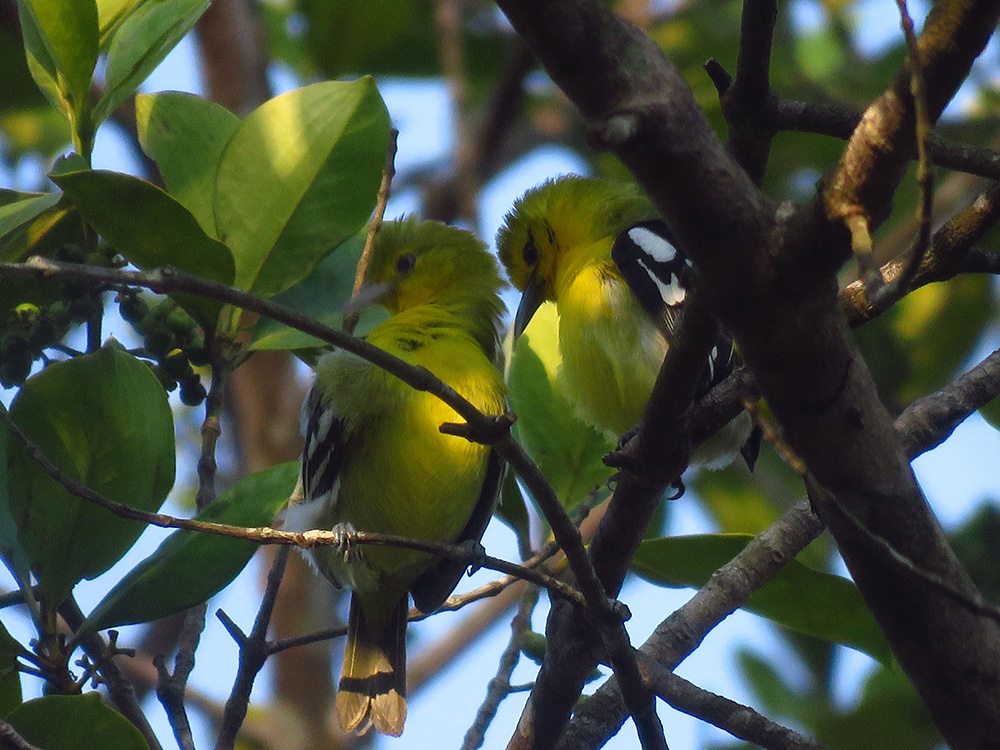 Birds of Paradise - A Life Magazine