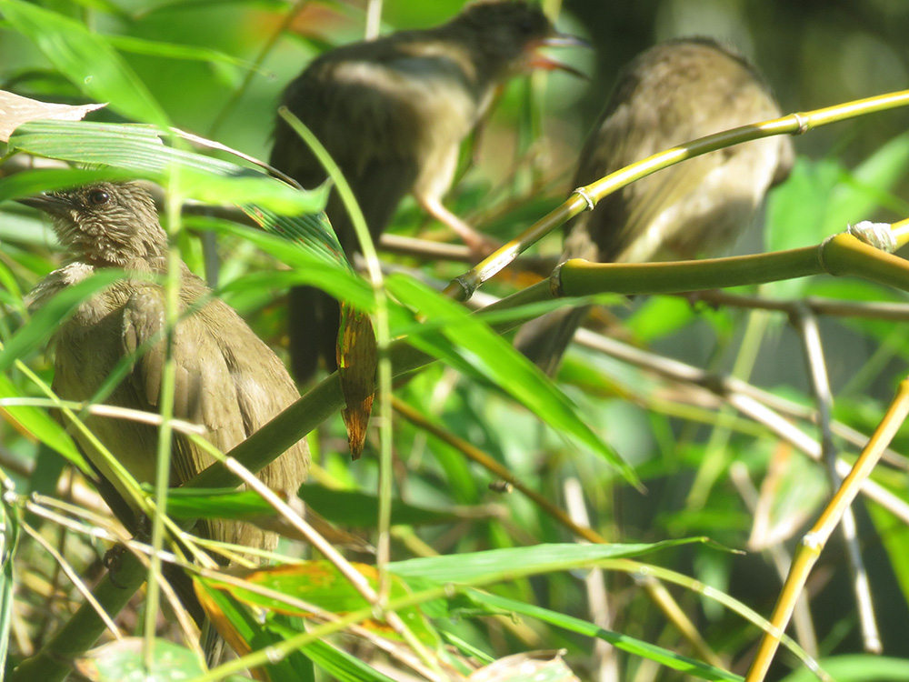 Birds of Paradise - A Life Magazine