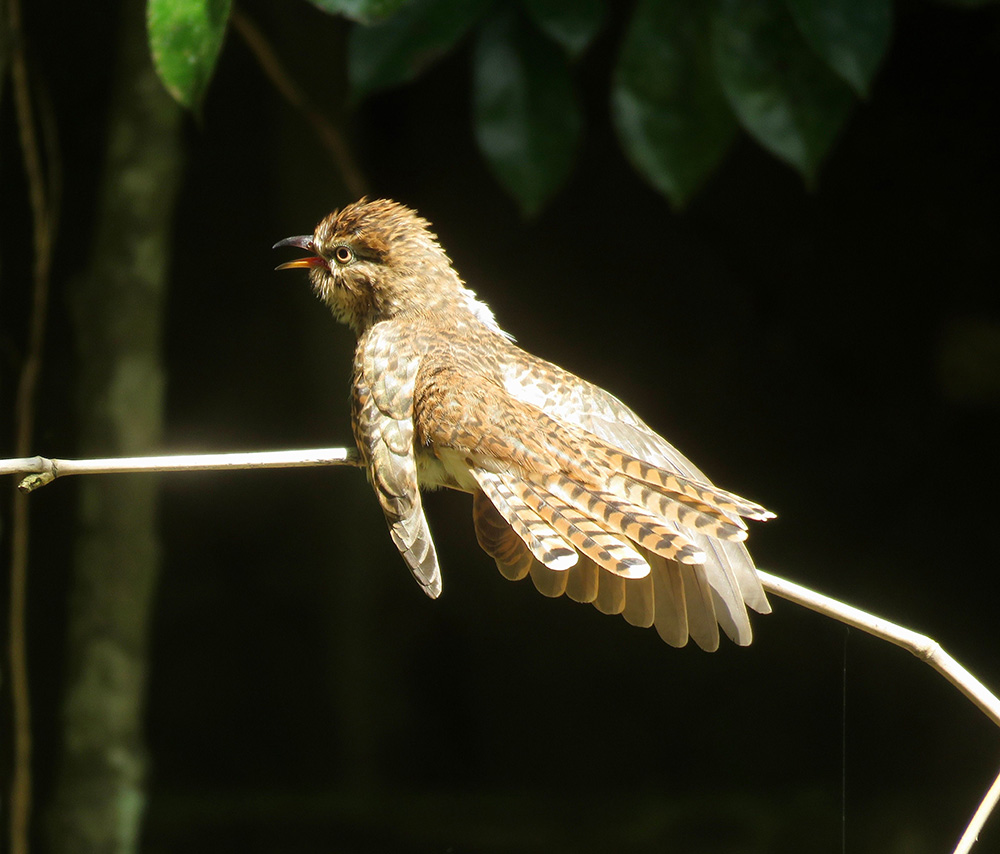 Birds of Paradise - A Life Magazine
